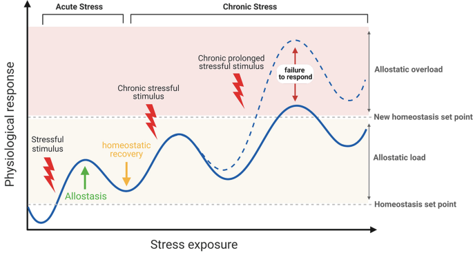 Modeling Stress-Related Hormones and Delayed Anxiety | Springer Nature Link