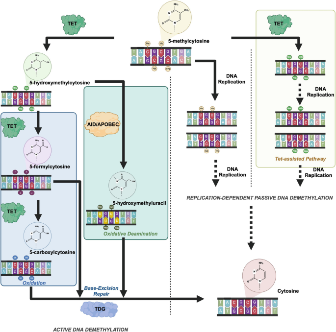 Hydroxymethylation in Neurodevelopment and Mental Illness | SpringerLink