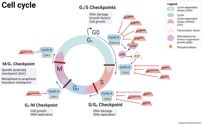 The Role of Prefrontal Cortex and the Cell Cycle Regulation in Anxiety ...