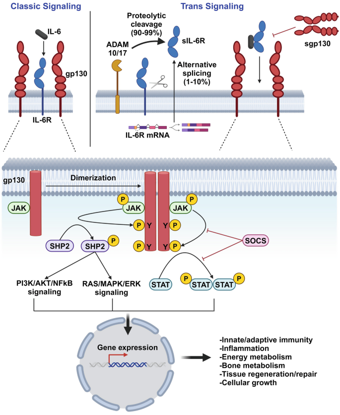 The Role of IL-6 Trans-Signaling in the Pathogenesis of Perioperative ...
