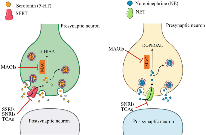 Interplay Between Serotonin Transporter and Glucocorticoid Receptor on ...
