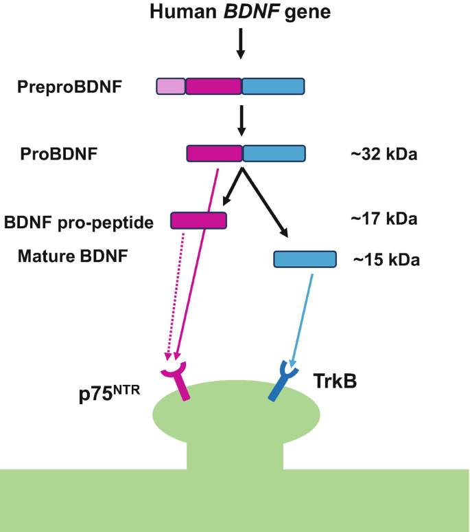 Brain-Derived Neurotrophic Factor in Bipolar Disorder | SpringerLink