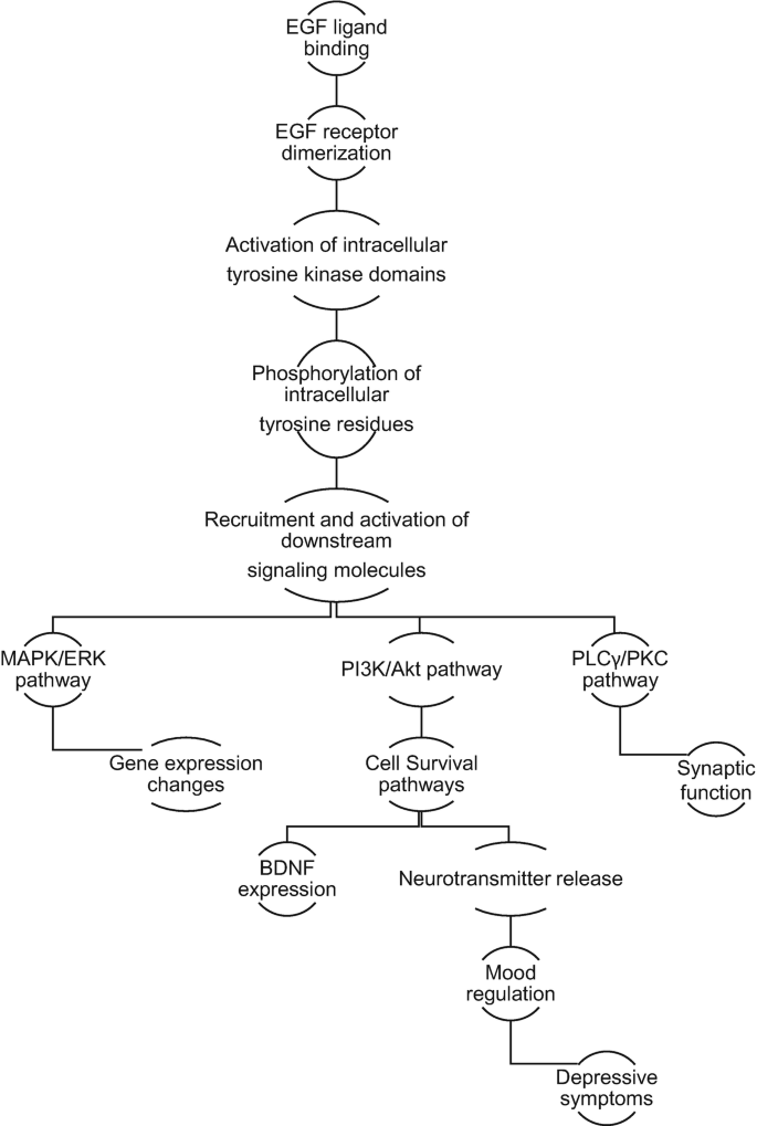 Neurotrophic Factor: Epidermal Growth Factor (EGF) and Depressive ...