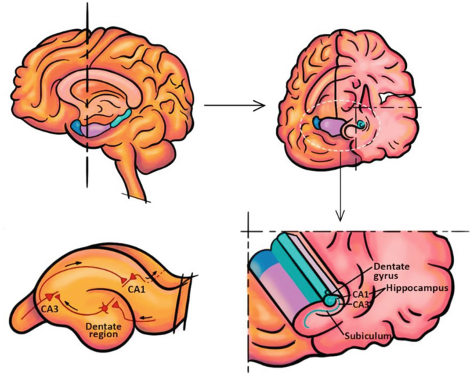 The Hippocampus and Impulsivity: Linking in Cannabinoid Receptor 1 ...