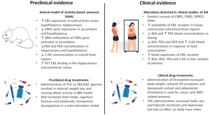 Eating Disorders and the Endocannabinoid System | Springer Nature Link