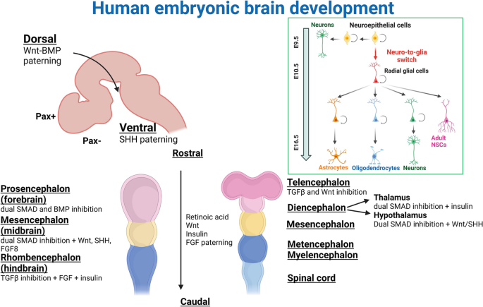 Autism Spectrum Disorder Patients and Use of iPSC and Cerebral ...