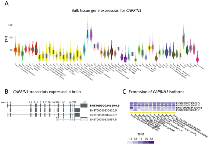 Neurogenetic Disorders and CAPRIN1 | Springer Nature Link