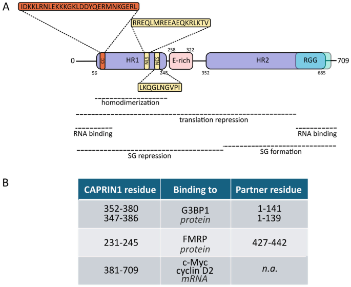 Neurogenetic Disorders and CAPRIN1 | Springer Nature Link