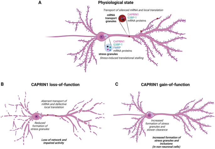 Neurogenetic Disorders and CAPRIN1 | Springer Nature Link