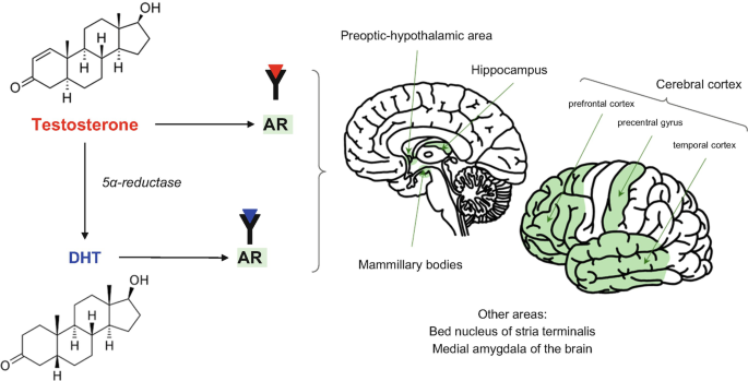 Linking Androgens and Pedophilic Disorder | Springer Nature Link