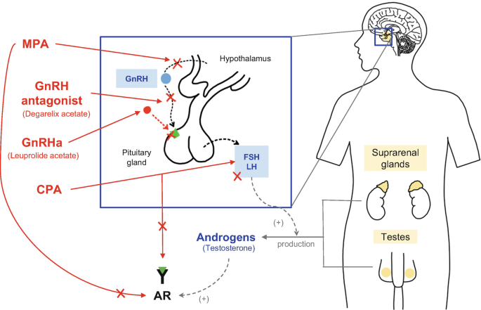 Linking Androgens and Pedophilic Disorder | Springer Nature Link