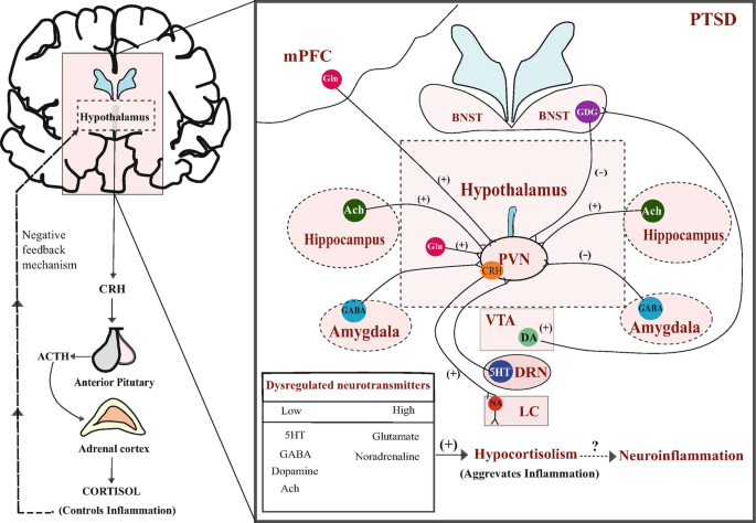 Post-traumatic Stress Disorder (PTSD): Linking Inflammatory and Neural ...