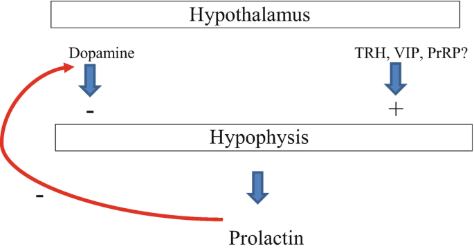 Prolactin (PRL): Physiology and Physiopathology in Depression and ...