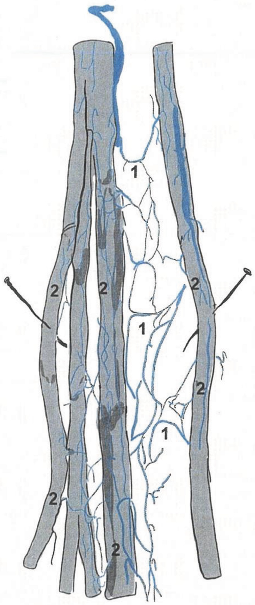 Sources of the Nerve Veins | SpringerLink
