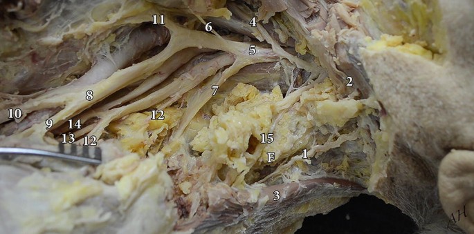Spinal Accessory Nerve | SpringerLink