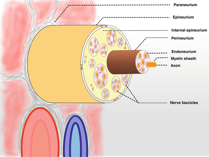 Nerve Histology and Physiology in Health and Disease | SpringerLink