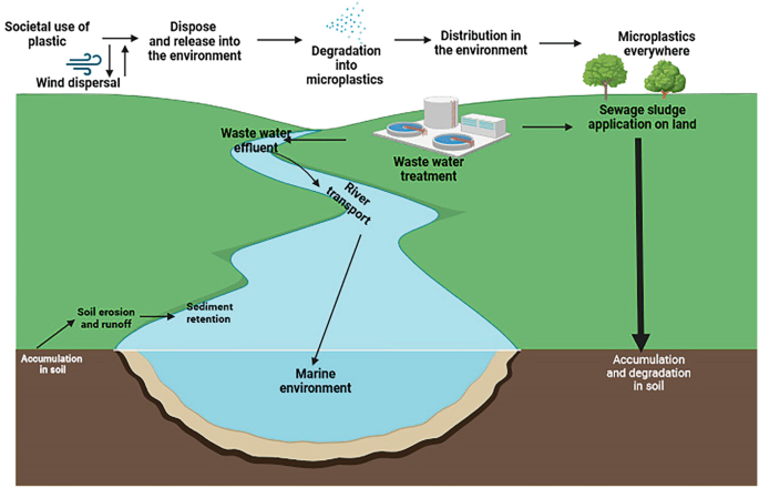 Molecular Pathways of Microplastics in the Marine Ecosystem | SpringerLink