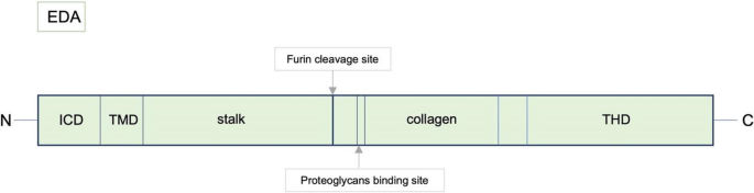 X-Linked Hypohidrotic Ectodermal Dysplasia: The Pathogenic Role of the ...