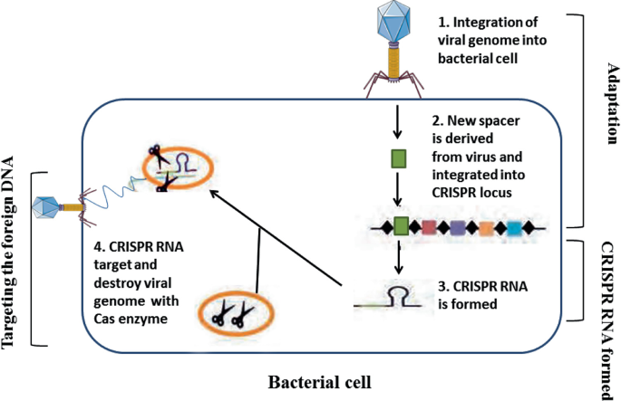 CRISPR-Cas: A Technology for Enhancing Commercially Valuable Traits in ...