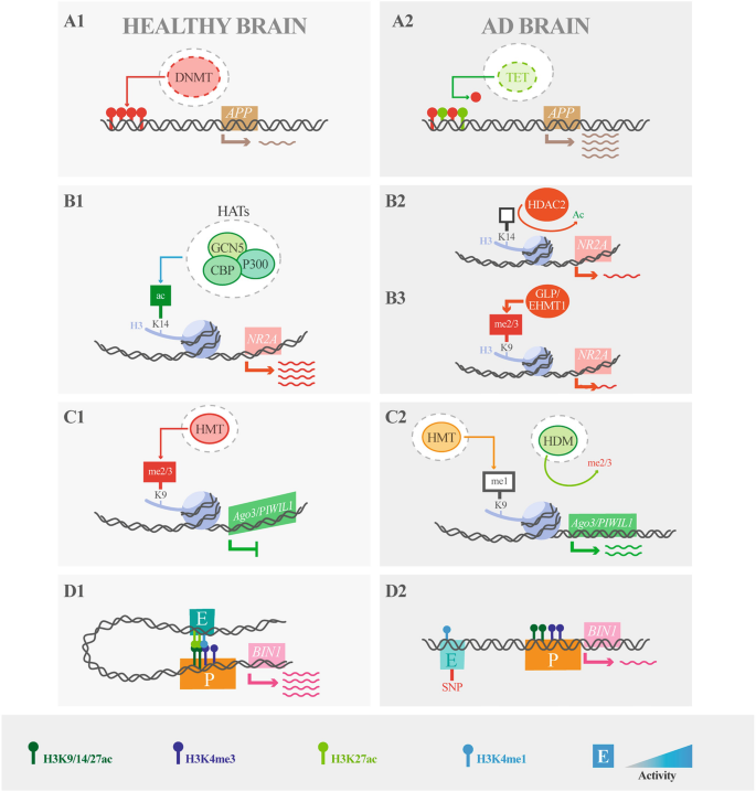 Epigenetics in Neurodegenerative Diseases | SpringerLink
