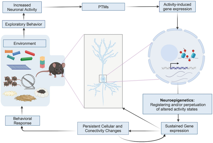 Environmental Enrichment and Epigenetic Changes in the Brain: From the ...