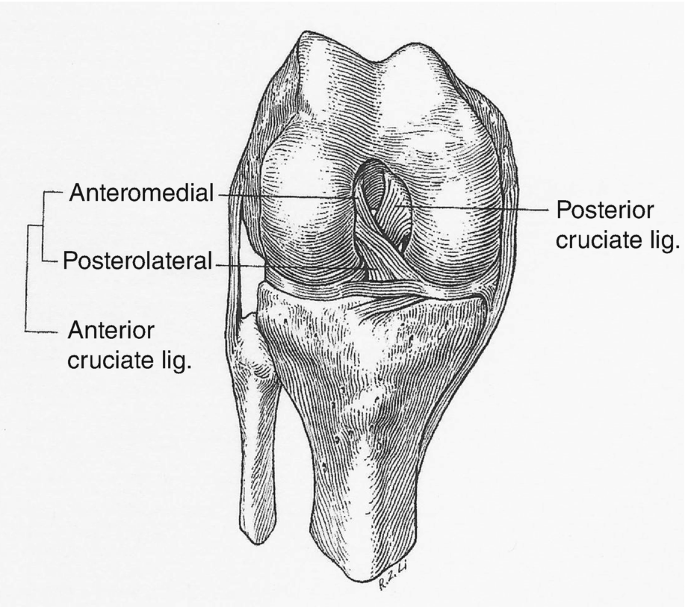 Anatomy: Cruciate Ligaments and Knee Surfaces | SpringerLink