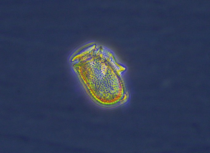 The Impacts of Global Warming on Marine Plankton | Springer Nature Link ...