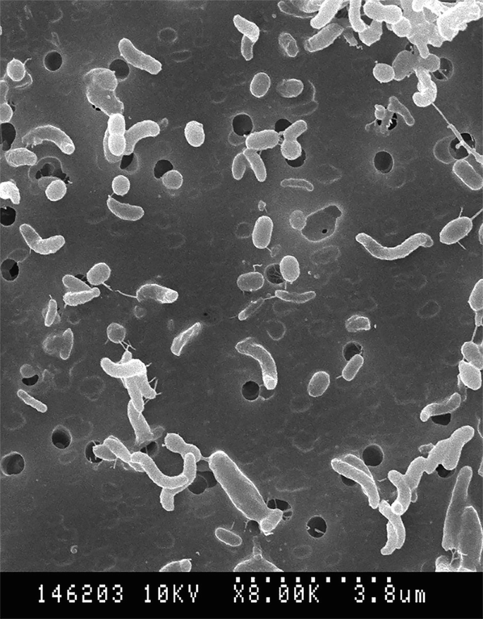 Bacteria and Archaea: The Crucial Roles of Prokaryotes in Ocean ...