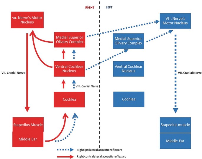 Behavioral and Electrophysiological Tests in Audiology | SpringerLink