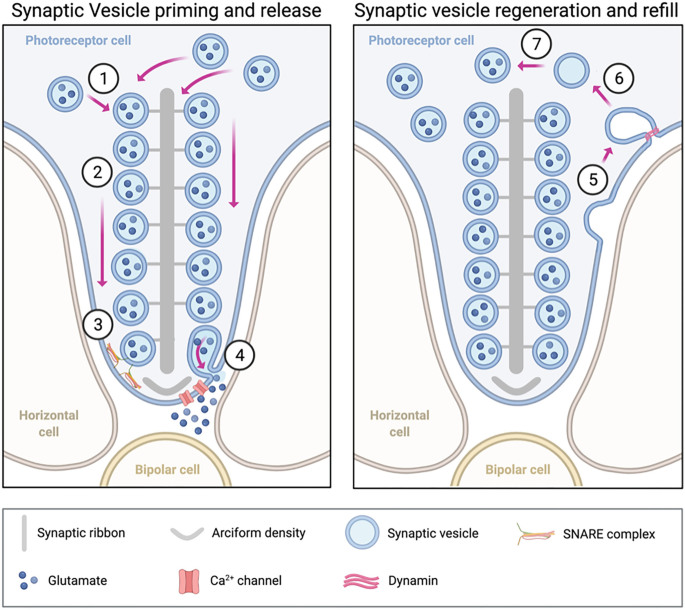 Molecular Components of Vesicle Cycling at the Rod Photoreceptor Ribbon ...