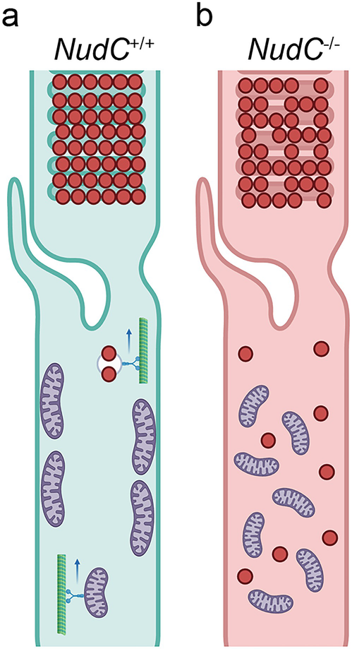 NUDC Is Critical for Mitosis and Postmitotic Cell Maintenance Through ...