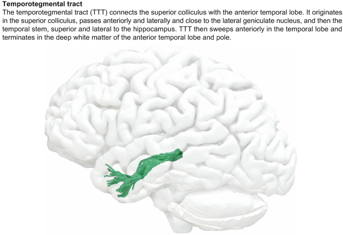 Temporotegmental Tract | Springer Nature Link (formerly SpringerLink)
