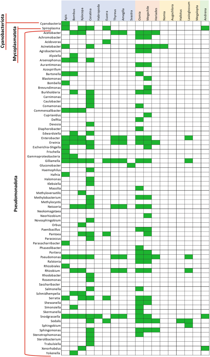 Bee Microbiomes: Unveiling Diversity and Social Dynamics in Managed and ...