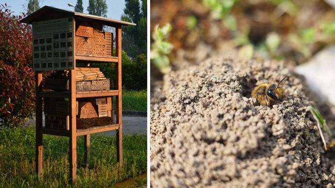 Human Footprint: How Humans Have Changed Bees’ Natural Ecosystems ...