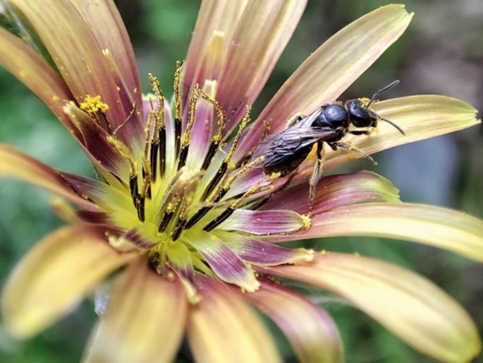 Human Footprint: How Humans Have Changed Bees’ Natural Ecosystems ...