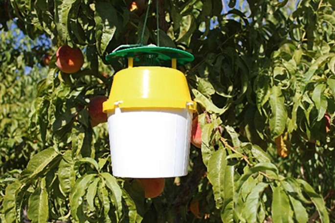 Sampling Strategies for Wild Bees | Springer Nature Link (formerly ...