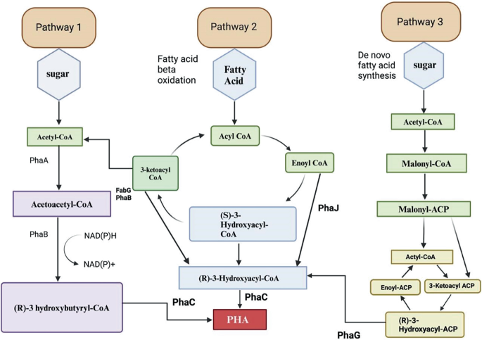 Microbial Production of Bioplastics: Current Status and Future ...