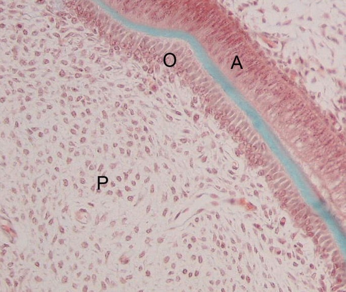 Histology of the Dental Pulp | SpringerLink
