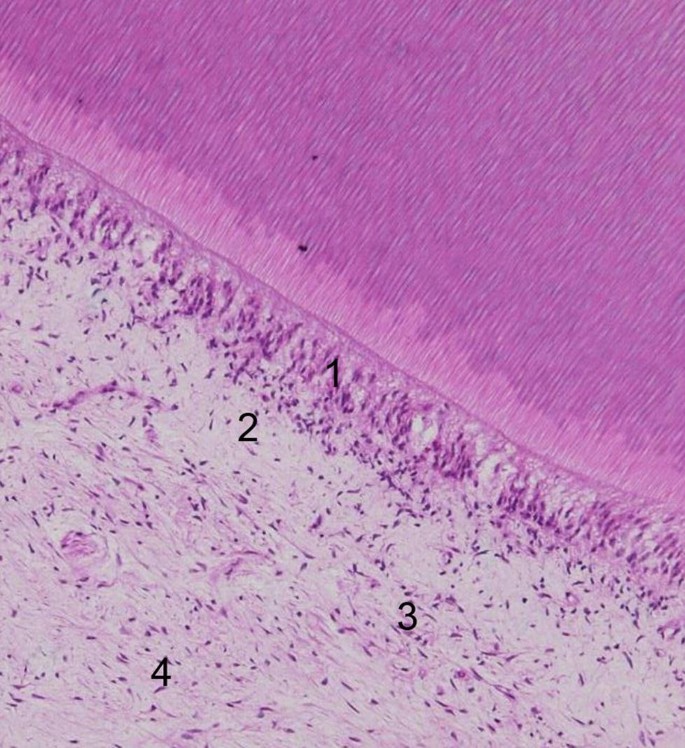 Histology of the Dental Pulp | SpringerLink