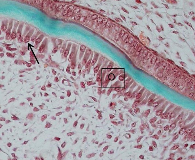 Histology of the Dental Pulp | SpringerLink
