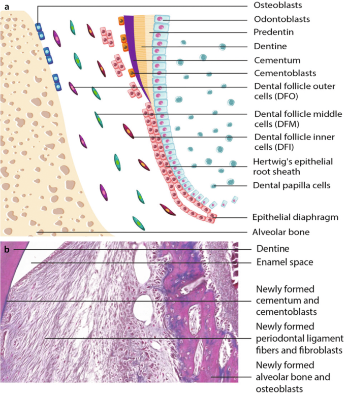 Histology of the Periodontal and Gingival Fibres | SpringerLink