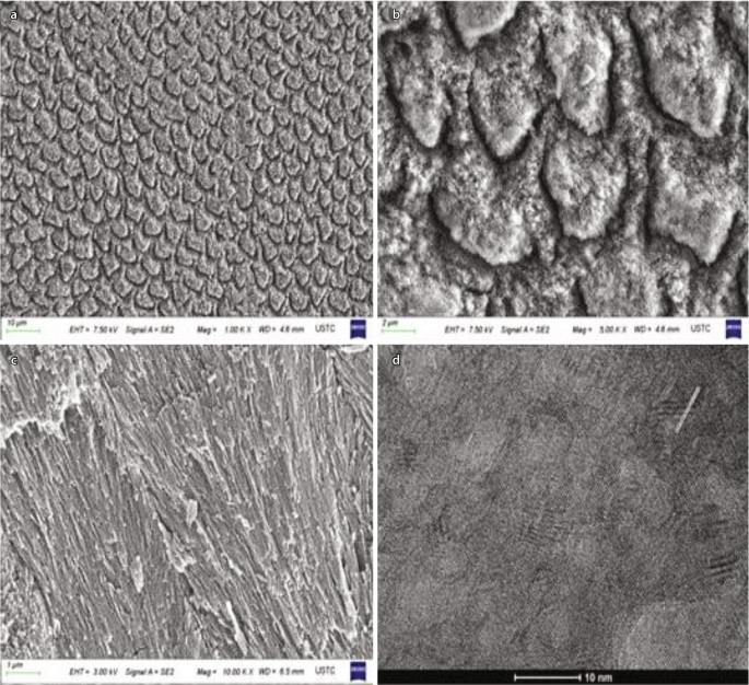 Histology of Enamel and Amelogenesis | SpringerLink