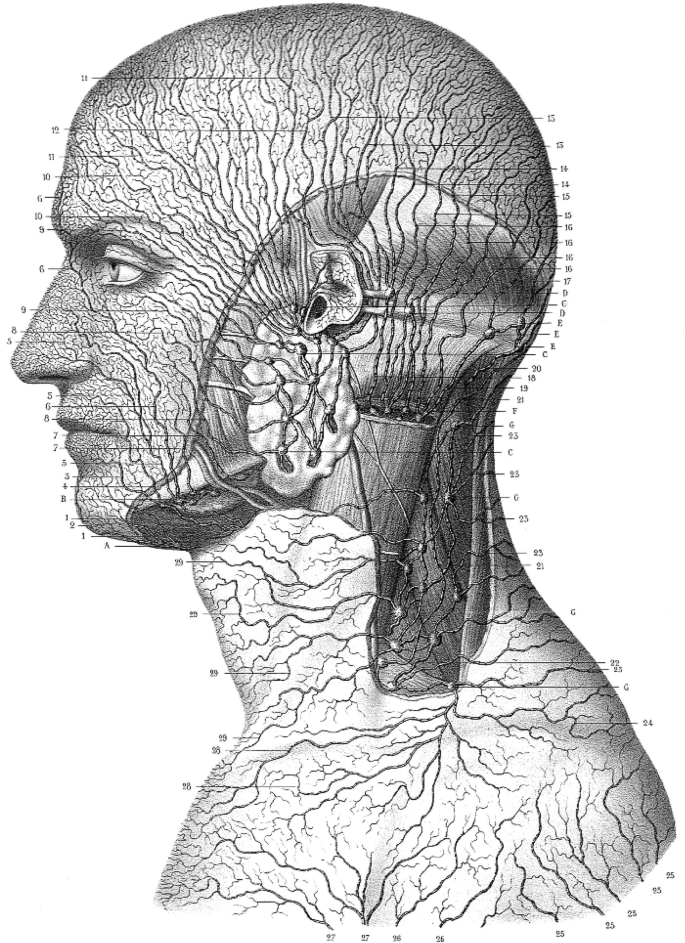 Why Do Humans Have Lymphatic Vessels? | Springer Nature Link