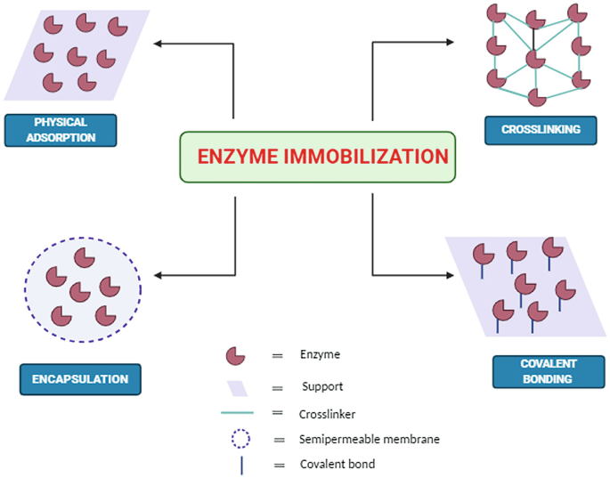 Approaches for Lactose Hydrolysis | SpringerLink