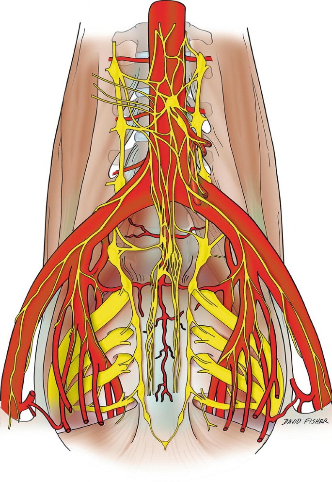 Common Iliac Artery | SpringerLink