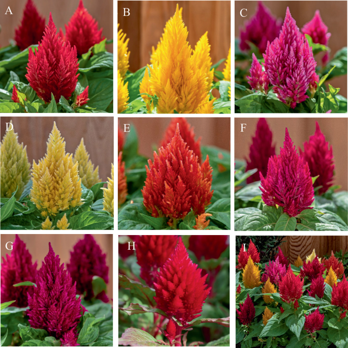 Celocia Breeding: Classical and Molecular Approaches | SpringerLink