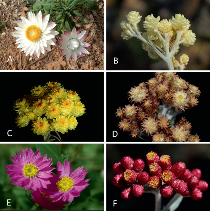 Genetics of Helichrysum spp. and Opportunities for Breeding | SpringerLink