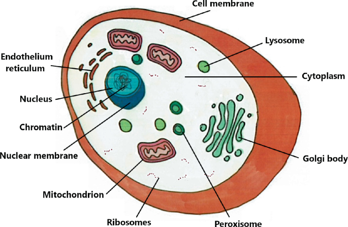 DNA—The Book of Life | Springer Nature Link