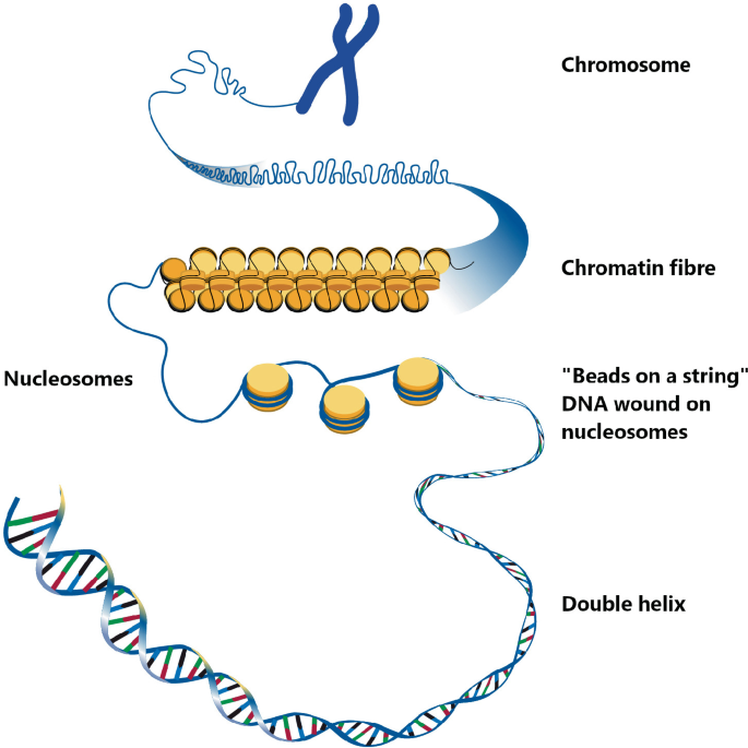 DNA—The Book of Life | SpringerLink