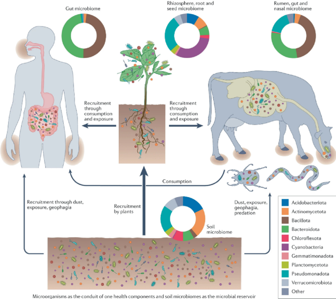 Microbiome: The One Health Connecting Link | SpringerLink